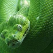 Zeleni drevesni piton – Teraristika.si